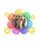 わんちゃんの言葉1 | LINEスタンプ | sapuli