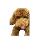 犬スタンプ1023456789 | LINEスタンプ | Ryouma